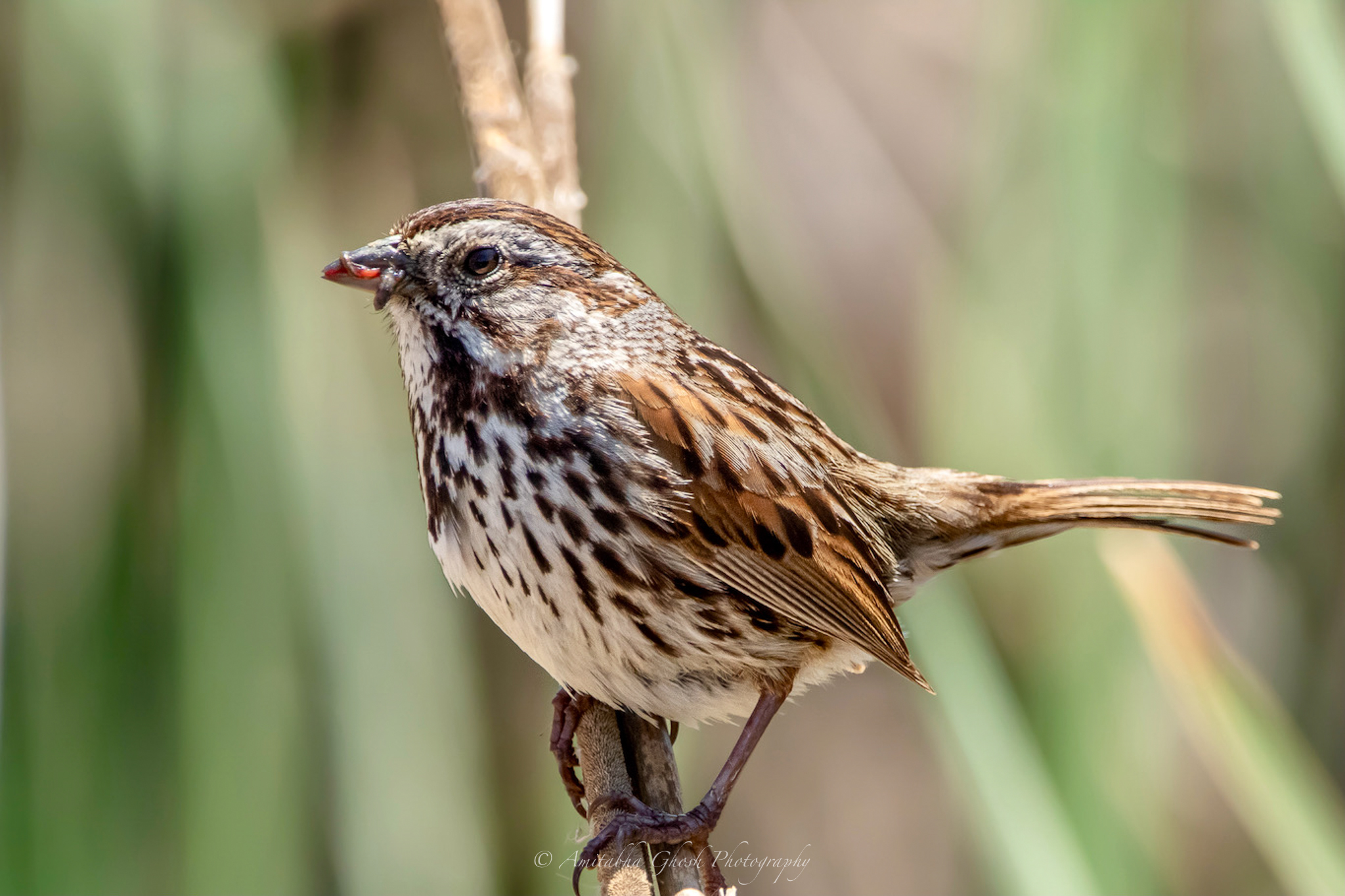 Bird Photography by Amitabha Ghosh